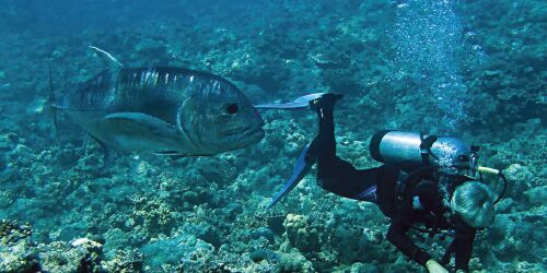 7 DAY ROWLEY SHOALS CRUISE | DIVING, FISHING, SNORKELLING TOUR
