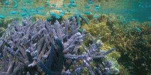 7 DAY ROWLEY SHOALS CRUISE | DIVING, FISHING, SNORKELLING TOUR