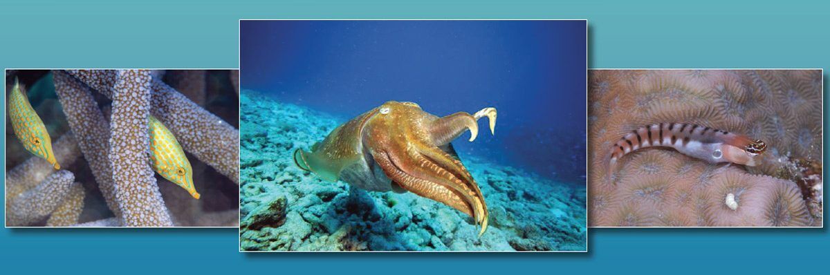 7 DAY ROWLEY SHOALS CRUISE | DIVING, FISHING, SNORKELLING TOUR