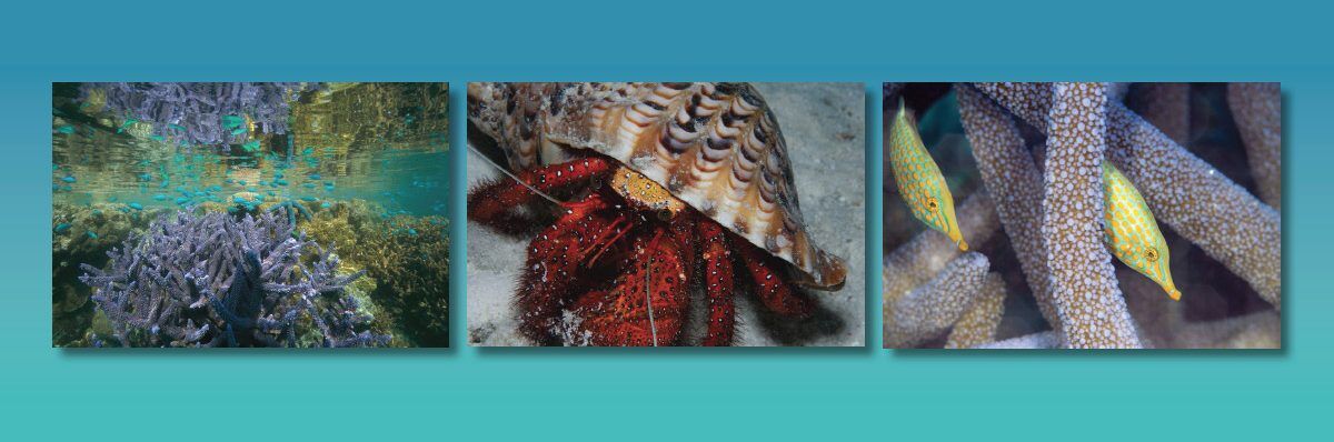 7 DAY ROWLEY SHOALS CRUISE | DIVING, FISHING, SNORKELLING TOUR